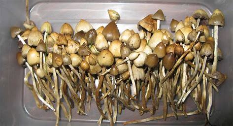 liberty cap identify : How to identify liberty caps - BUY HERE