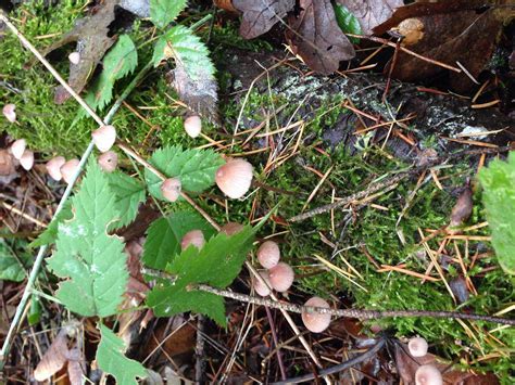 liberty cap identify : How to identify liberty caps - BUY HERE